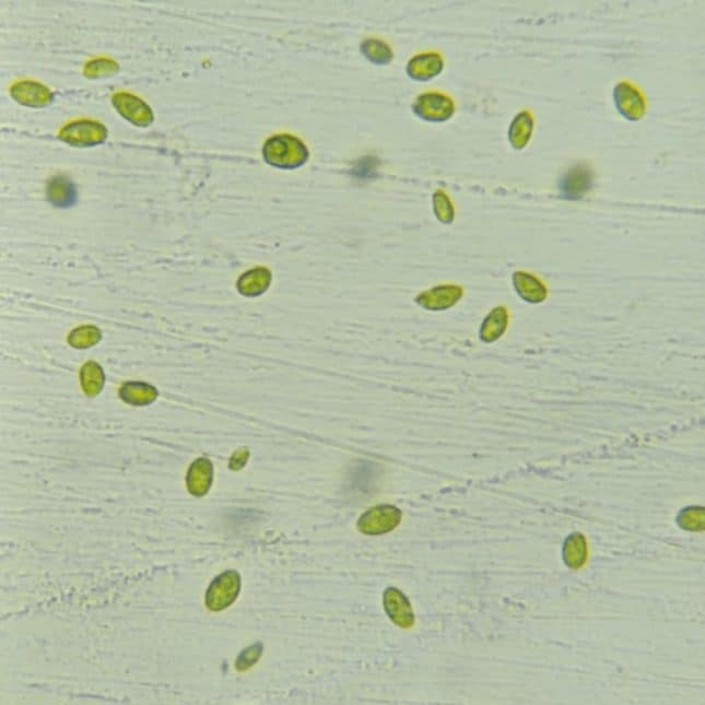 Cepa de Chlorella vulgaris | ¡Compra Online!
