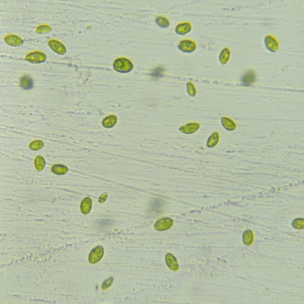 Cepa de Chlorella vulgaris | ¡Compra Online!